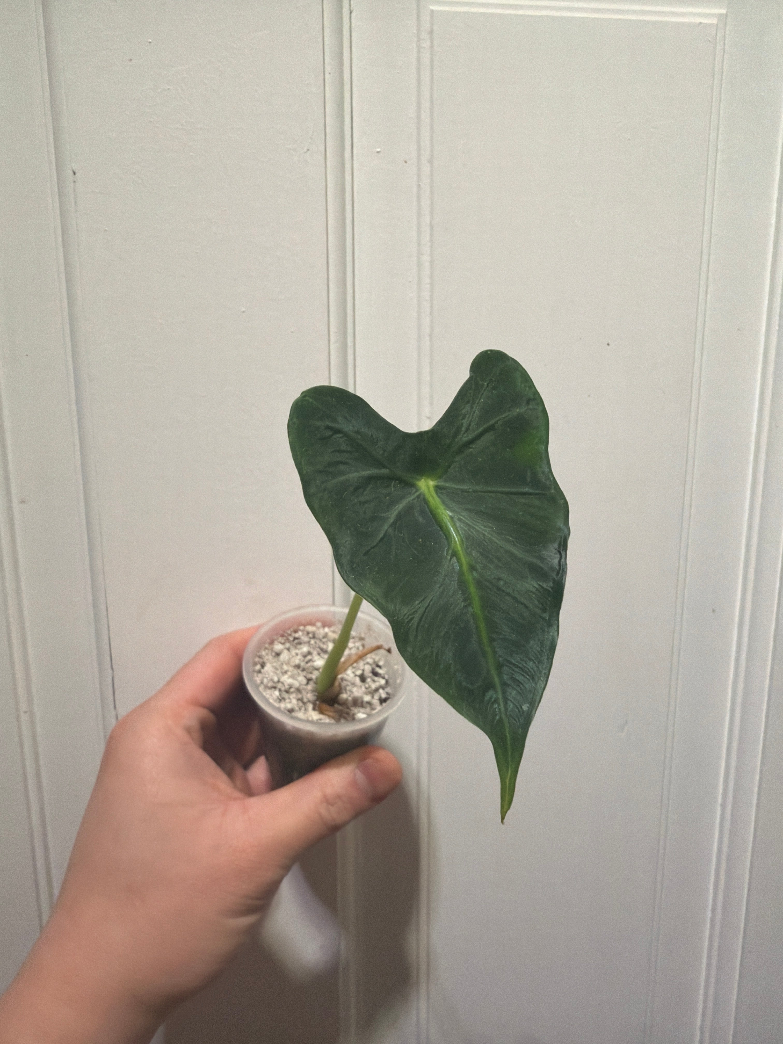 Alocasia Frydek Tattoo – 🍃Leafle Monstas 🍃